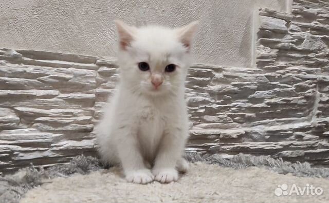 Персиковый котенок, мальчик