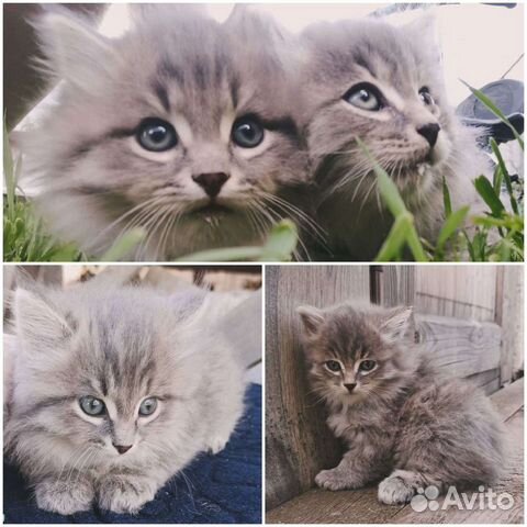 Кошки в добрые руки