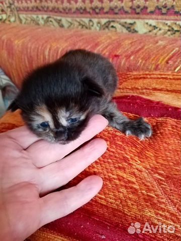 Котята катята разбитая ваза и цветочный горшок