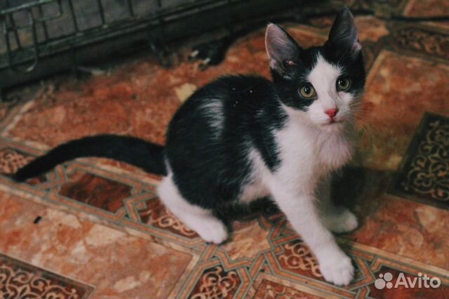 Кошечка Лада 4 мес