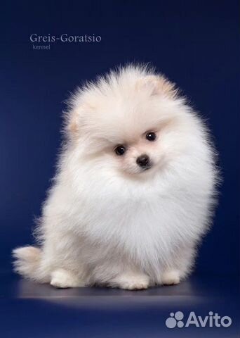 Девочка супер мини