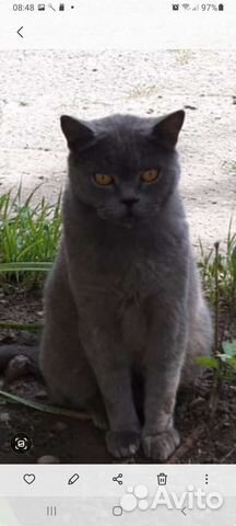 Британская