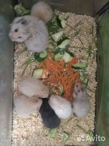 Сирийские хомяки