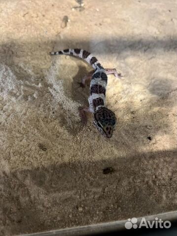 Геккон эублефар