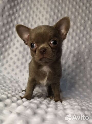 Мальчик лиловый