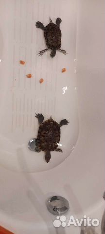 Черепаха водная