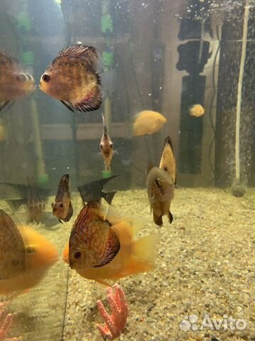 Аквариум
