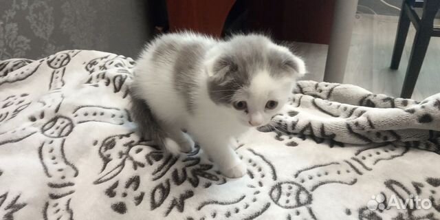 Котята (двое) в добрые руки