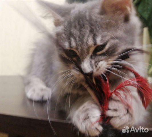 Кошечка в дар