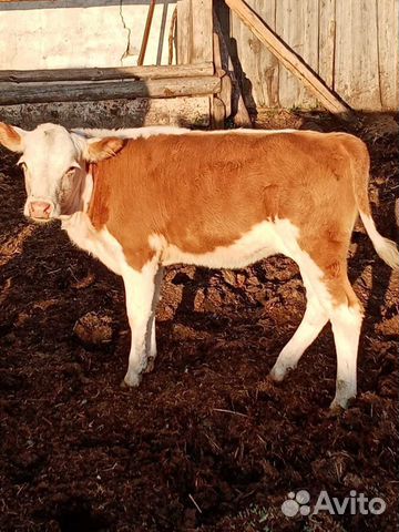 Герефорд телята