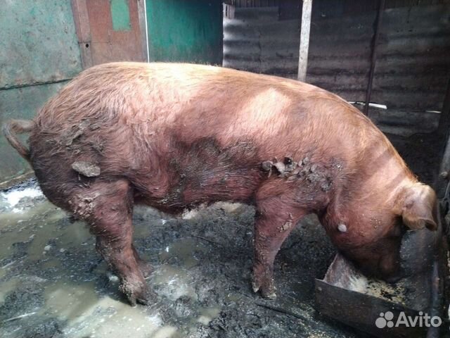 Услуги молодого Хрякя Дюрок