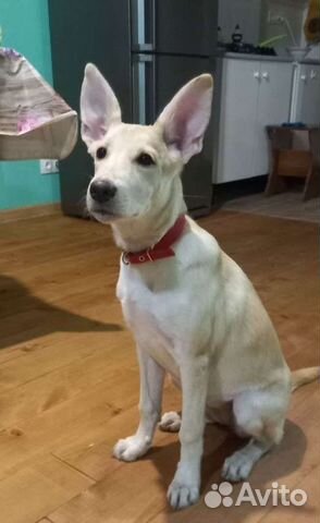 Найден щенок