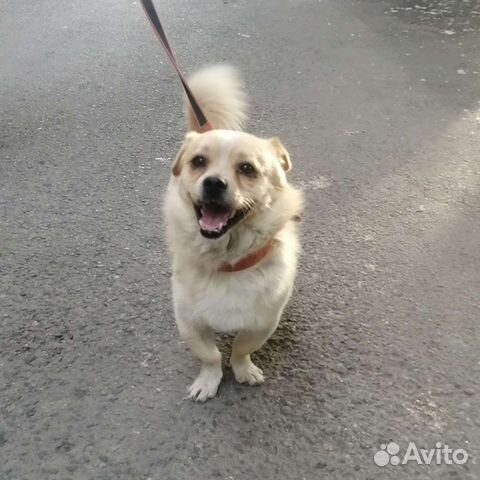 Собака, кобель, в добрые руки