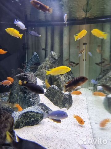 Labidochromis Yellow Лабидохромис Еллоу