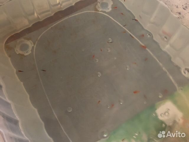 Меченосцы мальки