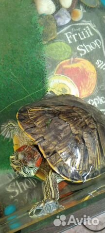 Красноухая черепаха с аквариумом