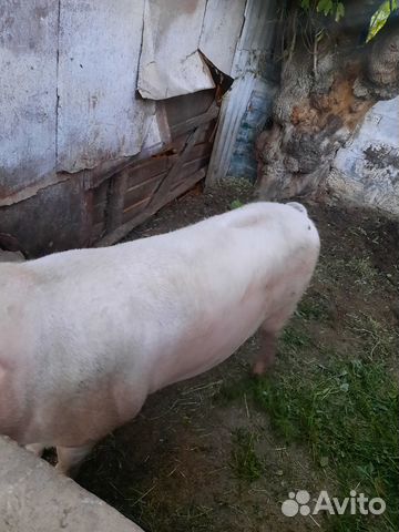 Кабан на племя см1