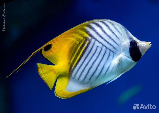 Рыба морская бабочка Аурига