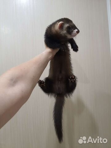 Домашний хорек (Чёрный )