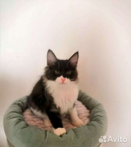 Котёнок Курильского бобтейла