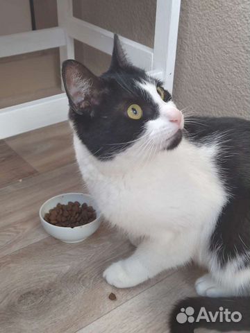 Кошка в добрый руки