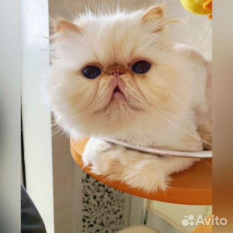 Персидский кот с синими глазами 3 года в дар