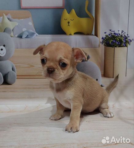 Чихуахуа мальчик