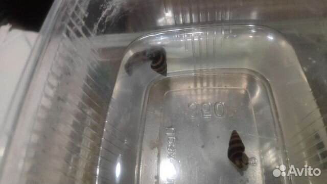 Хищная улитка Хелена