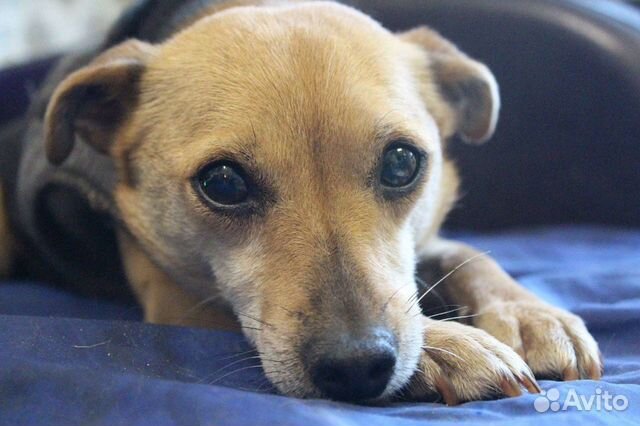 Кнопка ищет семью