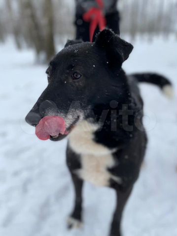 Собака Берта