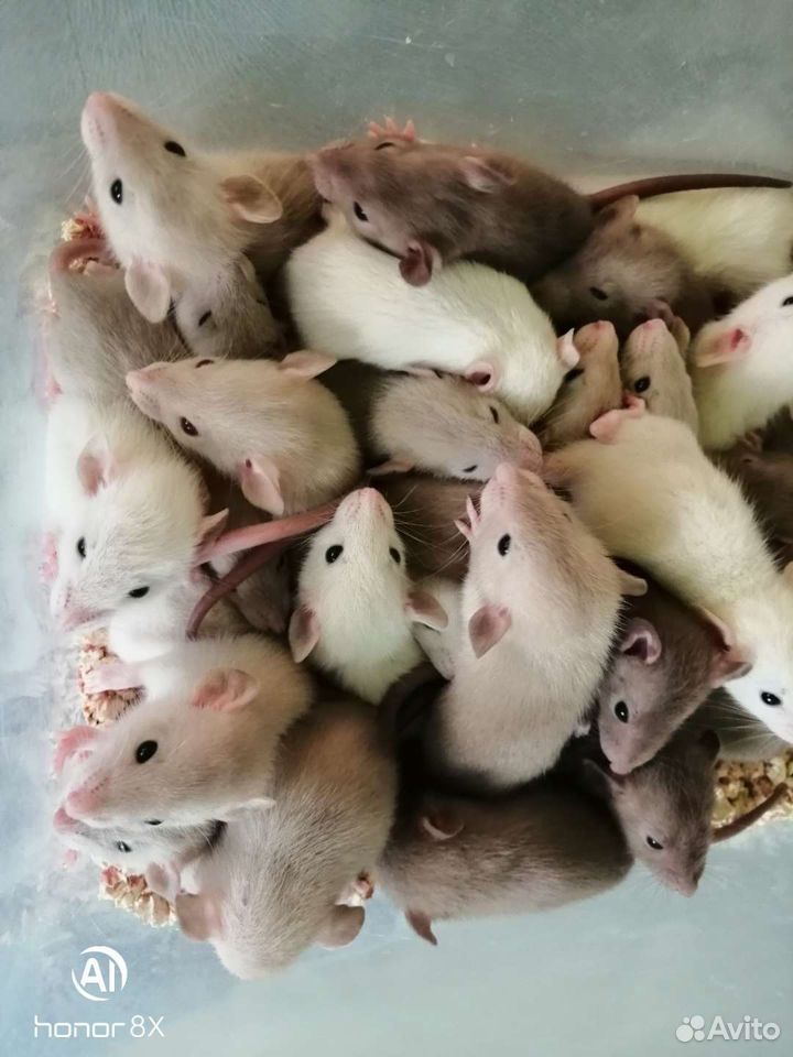 Породистые крыски крысята крысы дамбо