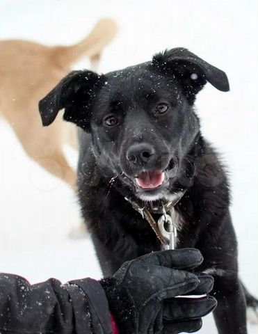 Щенок Хан ищет дом