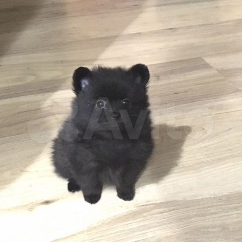 Продам шпицов