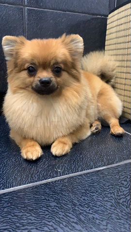 Собака в добрые руки, продам