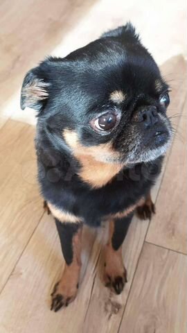 Пти брабансон