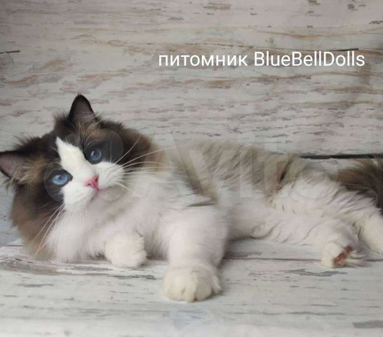 Рэгдолл (Польша) Hero (Герой) открыт для вязок