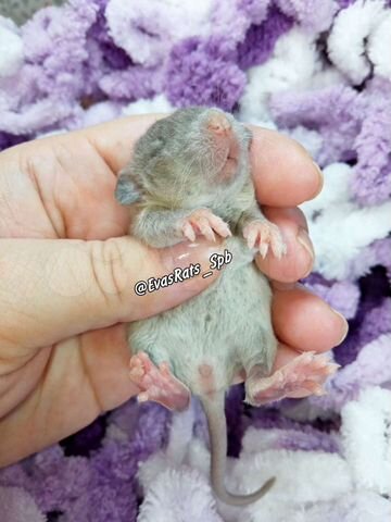 Крысята Дамбо Рекс Спб Крыски Крысы