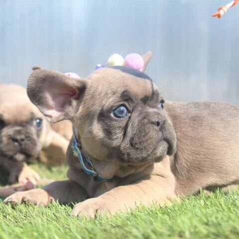 Французский бульдог голубой соболь щенки