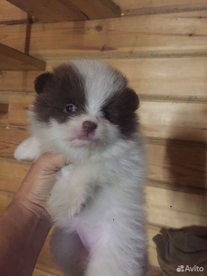 Шпиц померанский патиколорная Шоколадка