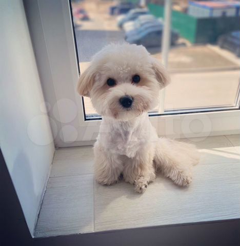 Собака мальтипу стандарт