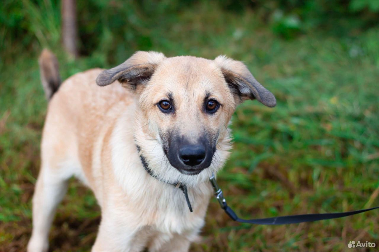 Щенок мальчик в добрые руки