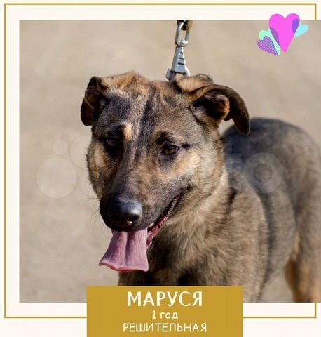 Собака Маруся и Стелла, 1 год, месяц корма в дар