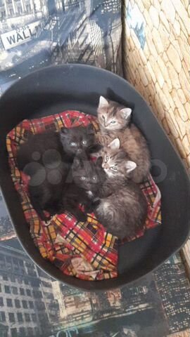 Отдаю котенка (сверху справа)