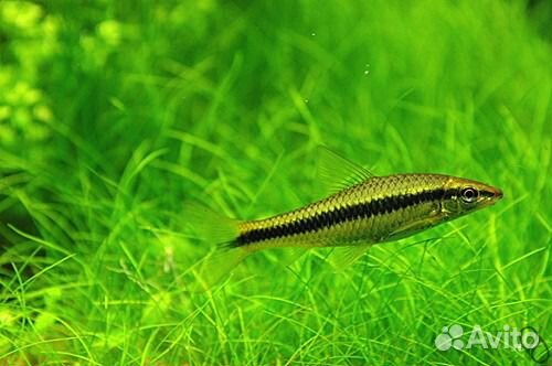 Рыбки водорослеед сиамский