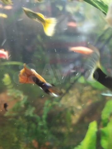 Рыба в аквариум
