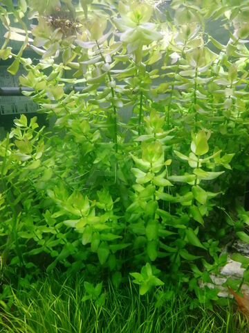 Аквариумное Растение Бликса и другие