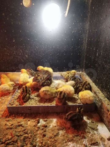 Циплята перепелки тихасцы Фараоны золотой феникс