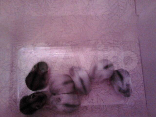 Джунгарские хомячки много бесплатно