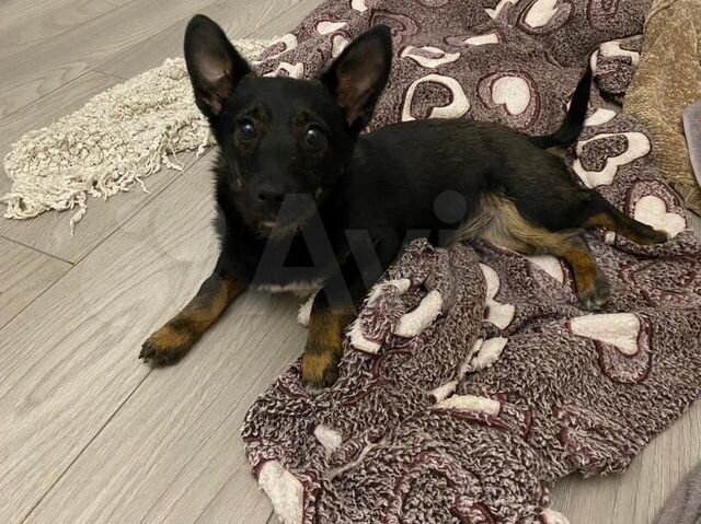 Ищет дом щенок мелкой Собачки Таша