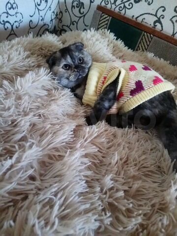 Продаётся шотландская вислоухая кошечка
